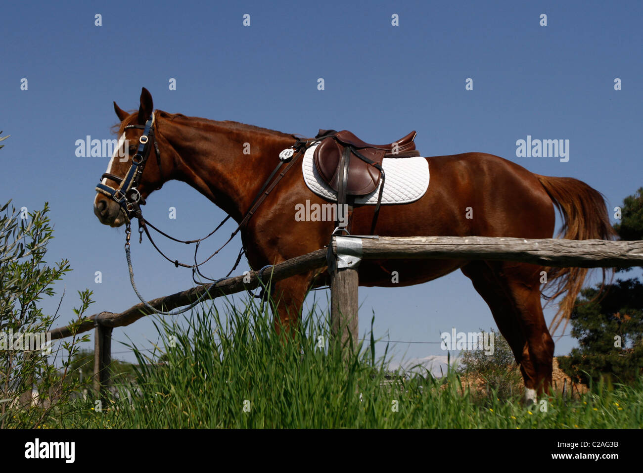 Horse in a countryside Stock Photo - Alamy