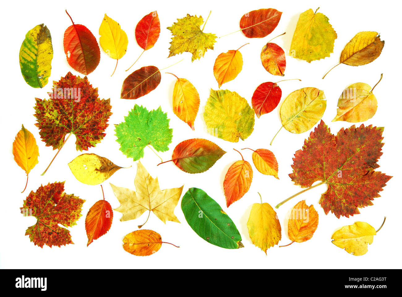 Large collection of different shaped and colored autumn leaves ...