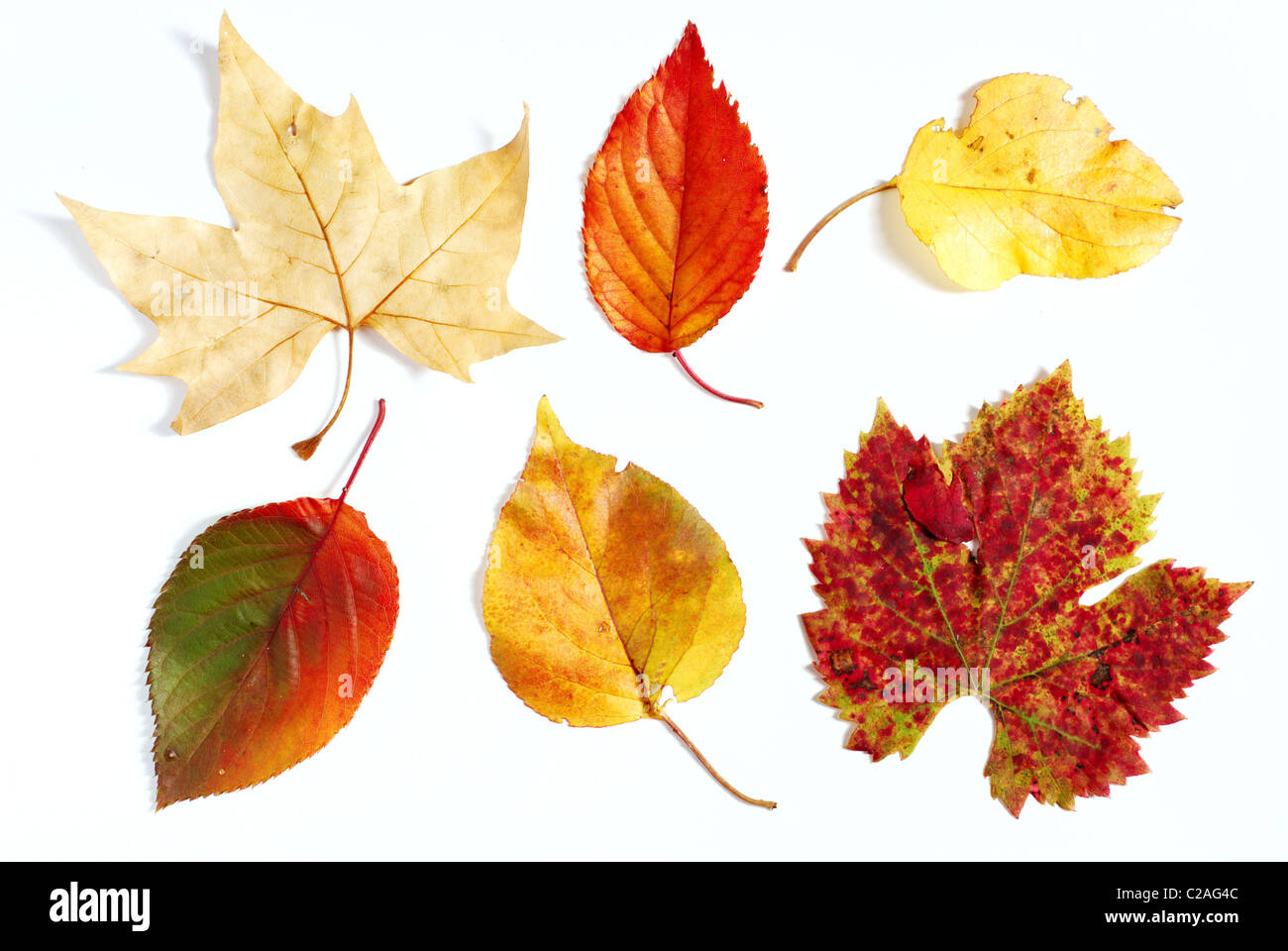 Variety of different fall color leaves photographed on white background ...