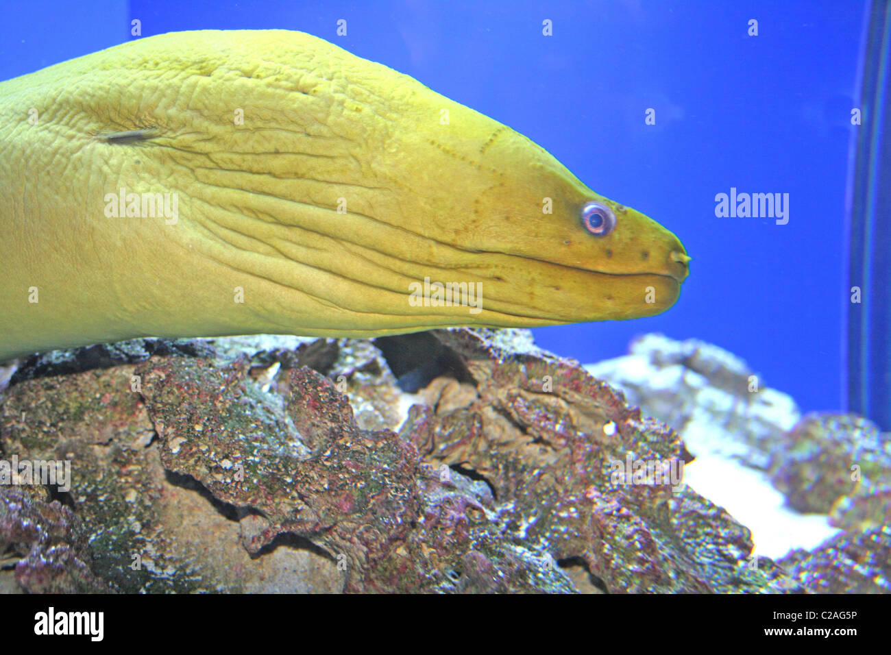 The pier aquarium petersburg hi-res stock photography and images - Alamy