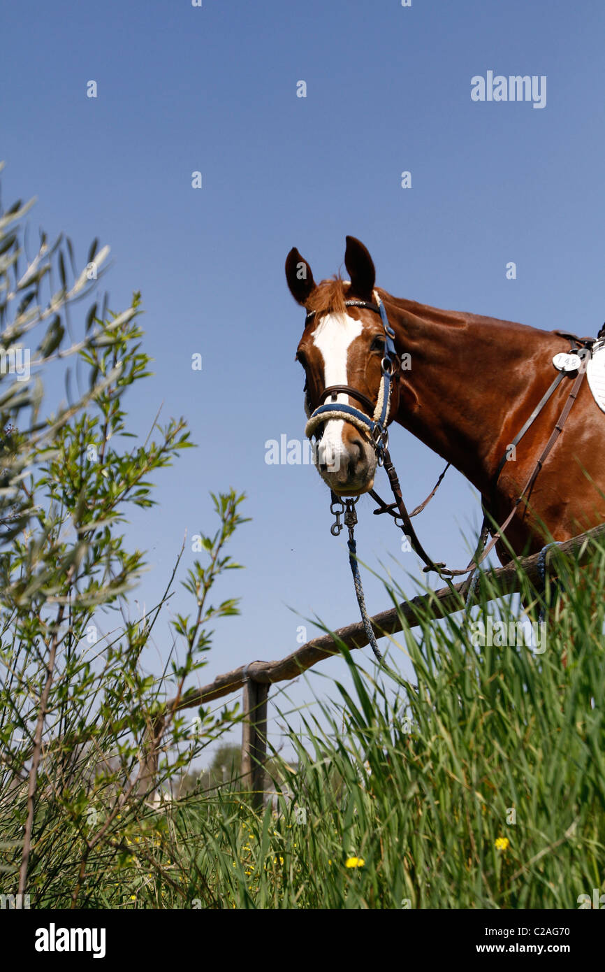 Horse in a countryside Stock Photo - Alamy
