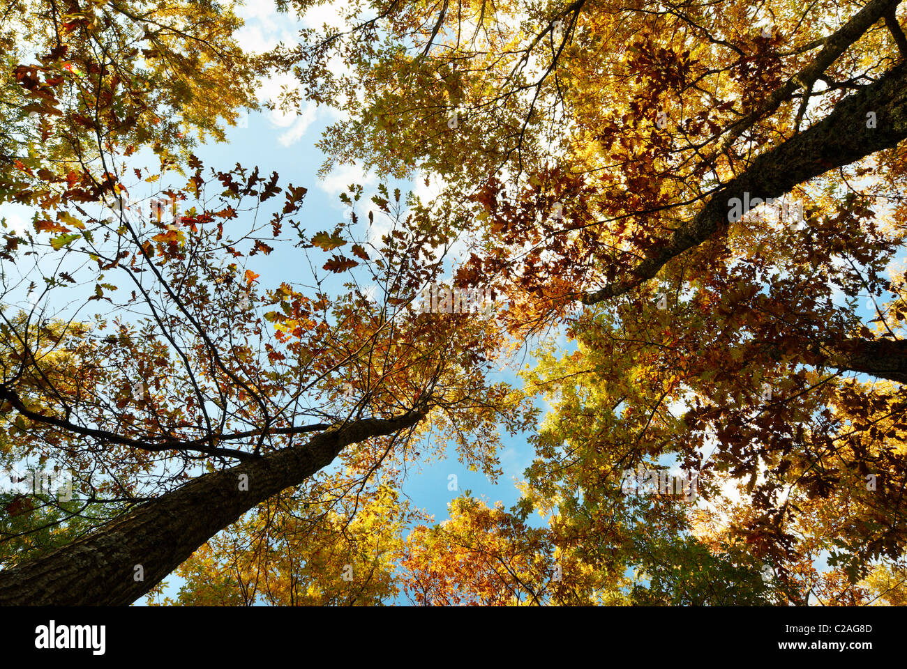 Looking up at a golden autumn oak trees Stock Photo - Alamy