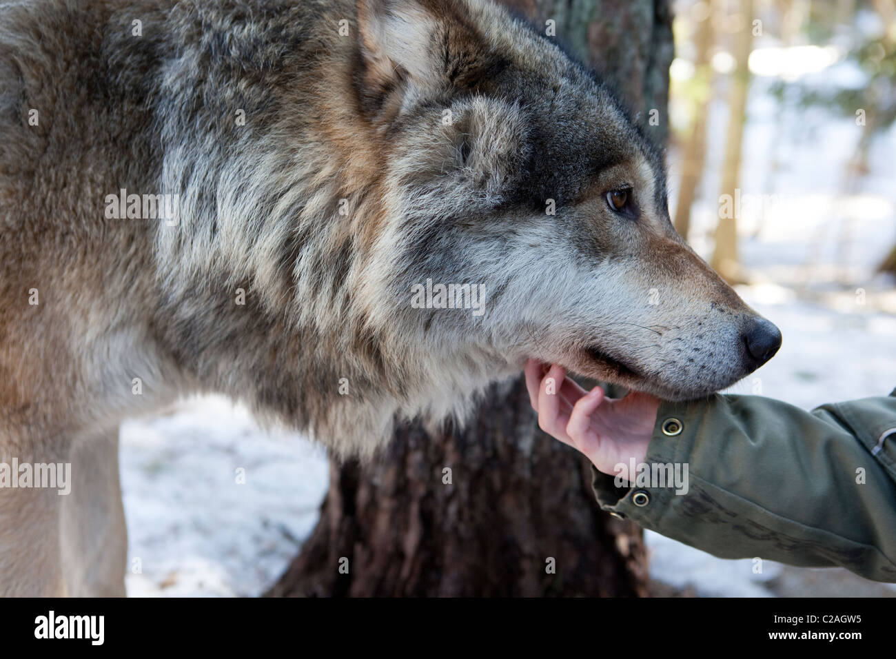 Hand pat a Wolf in the wood Stock Photo - Alamy