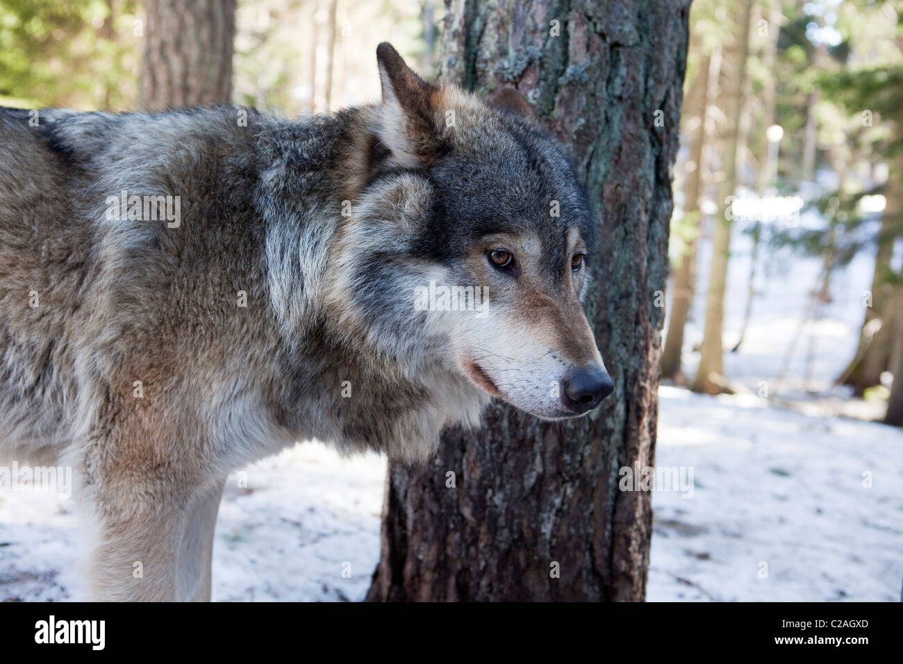 Wild Wolf in the wood Stock Photo - Alamy