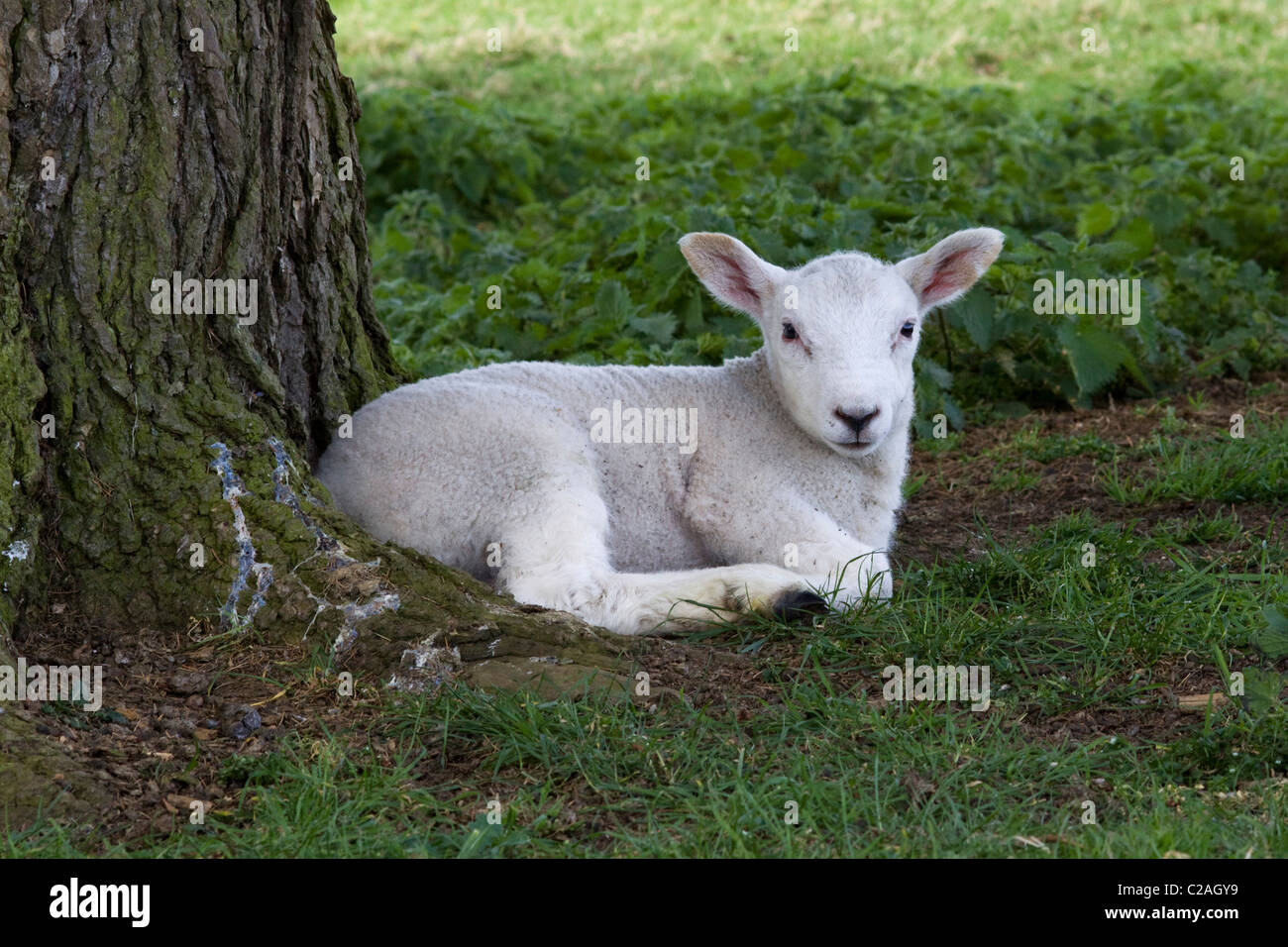 Lamb under tree hi-res stock photography and images - Alamy