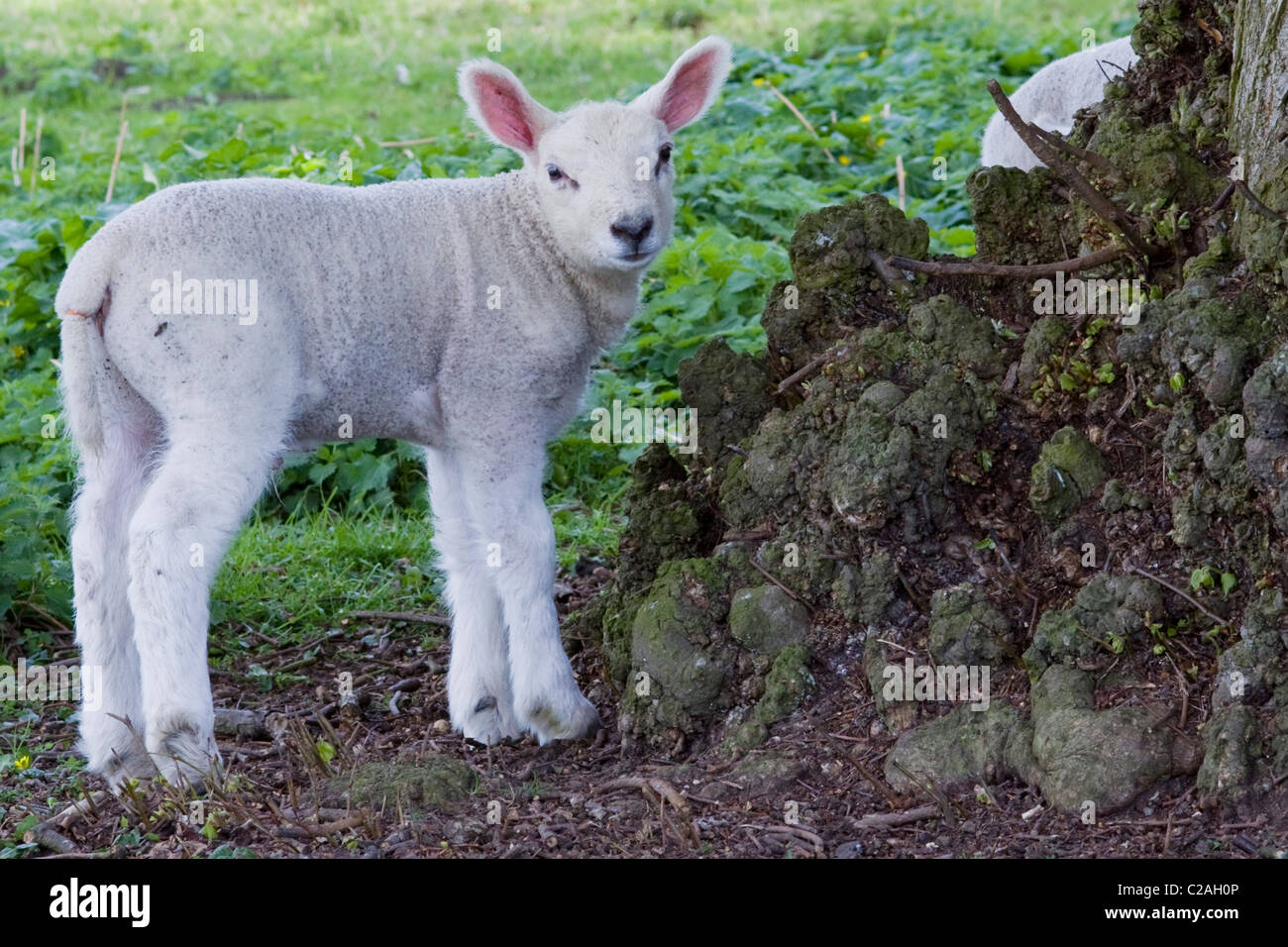Lambs relaxing in the sun in a meadow Stock Photo - Alamy