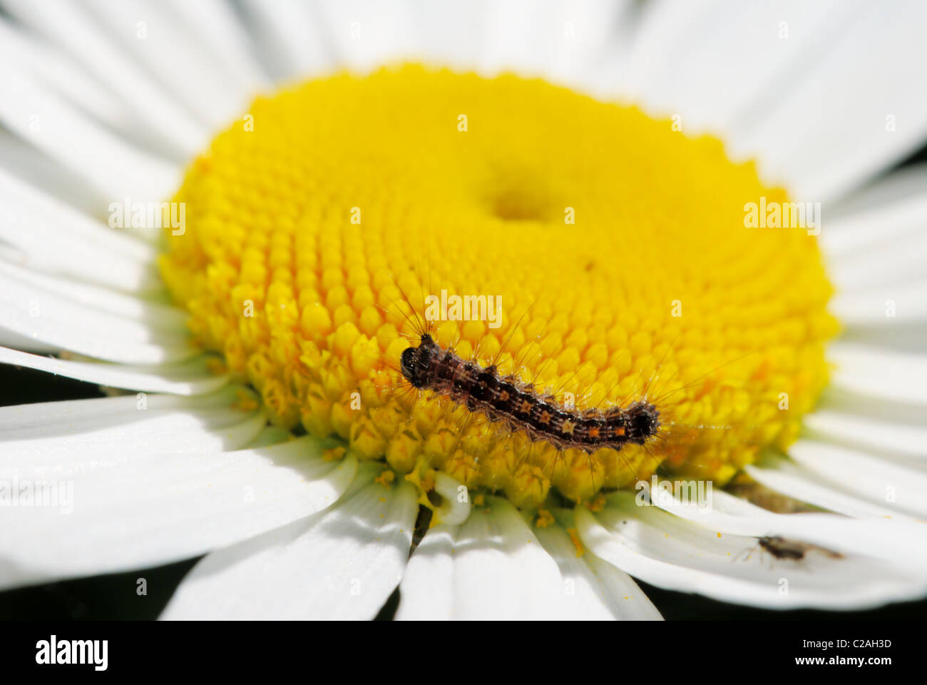 Little hairy caterpillar on large white daisy flower Stock Photo - Alamy