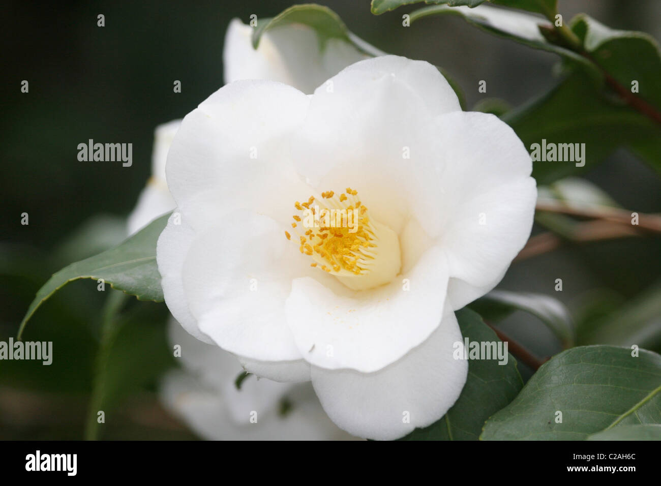 Magnolia tree flower in spring. Richmond, Virginia Stock Photo - Alamy