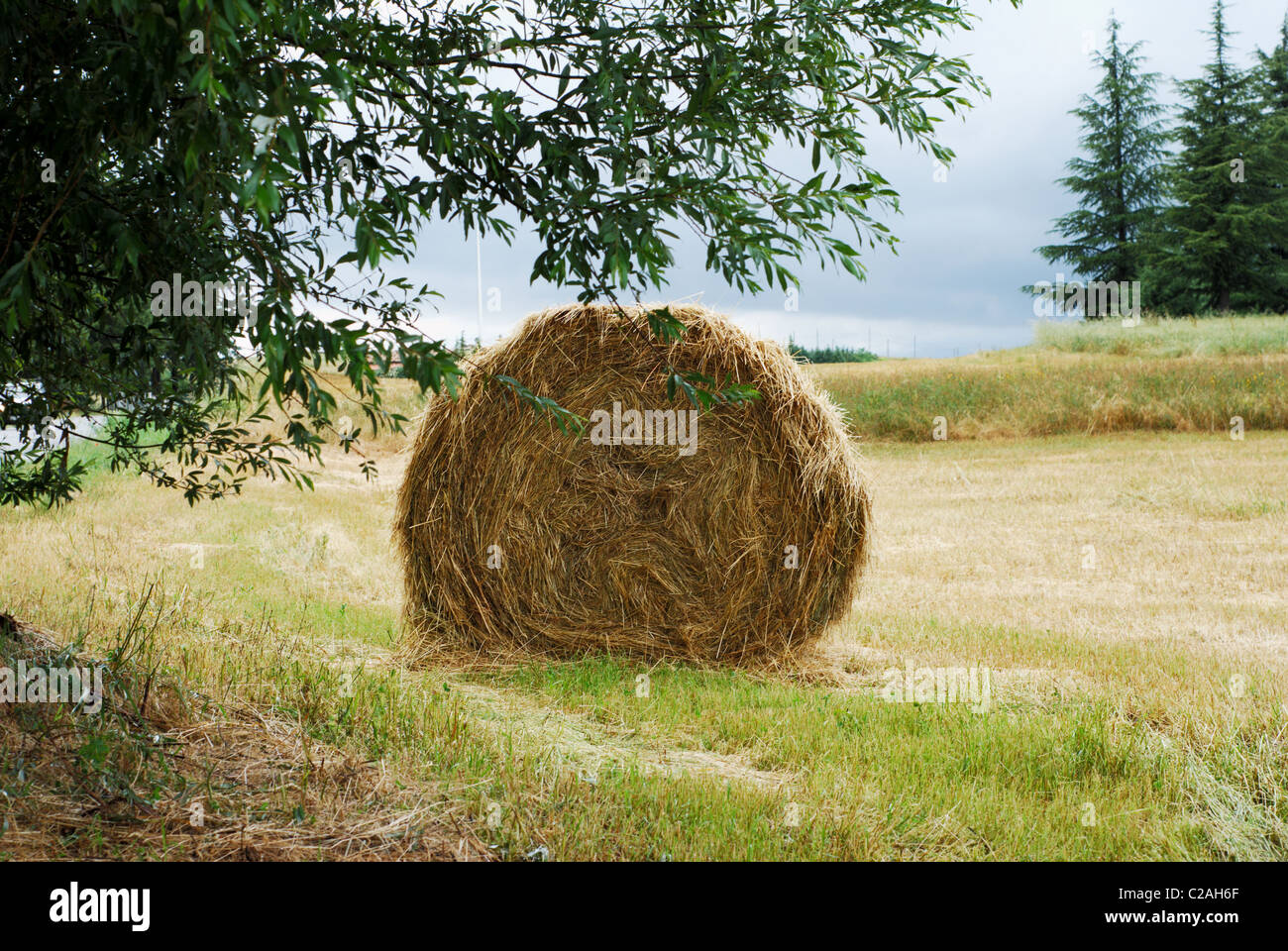 Large round straw bale in a field Stock Photo - Alamy