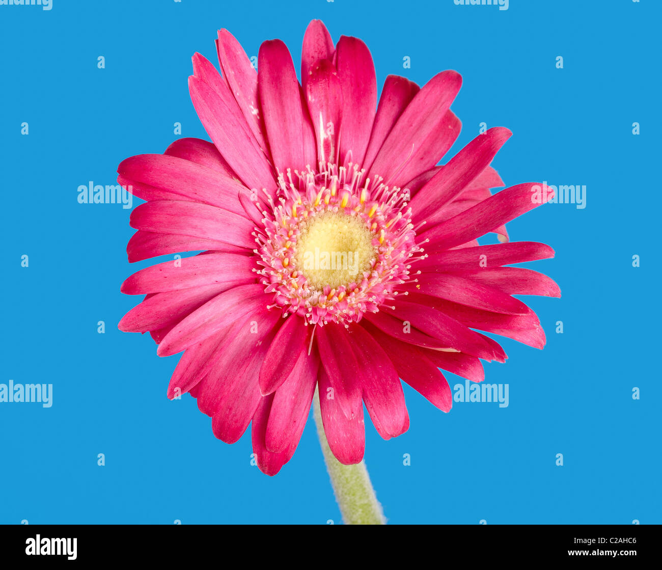 close up of a colorful germini flower Stock Photo - Alamy