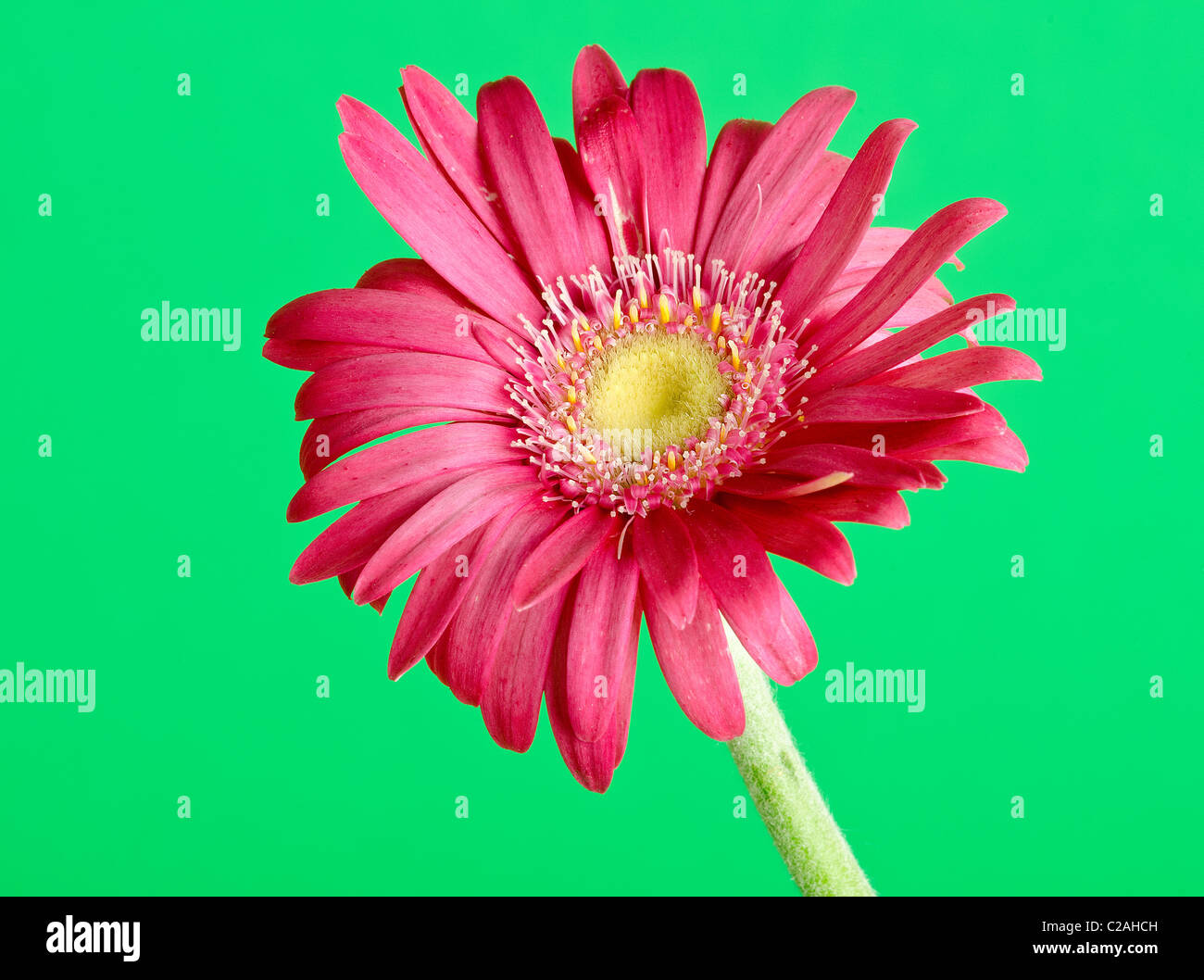 close up of a colorful germini flower Stock Photo - Alamy