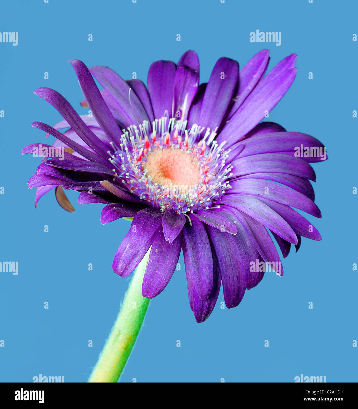 close up of a colorful germini flower Stock Photo - Alamy