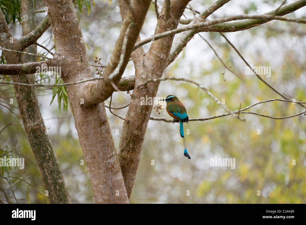 Turquoise-browed Motmot (Eumomota superciliosa),Yucatan Peninsula ...