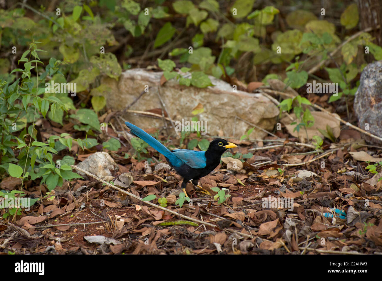 Yucatan Jay (Cyanocorax yucatanicus), Yucatan Peninsula, Mexico Stock ...