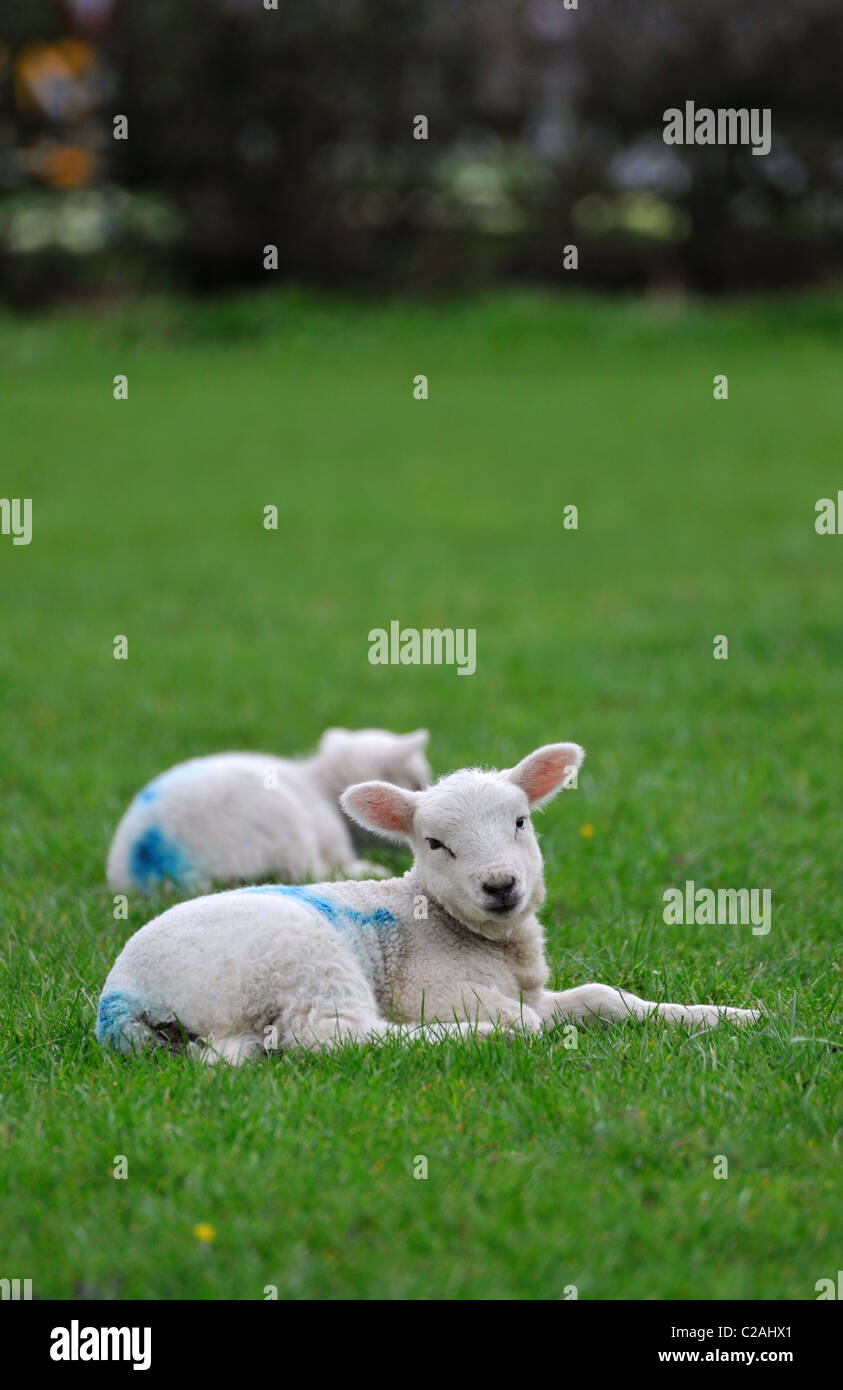 Lambs cute hi-res stock photography and images - Alamy