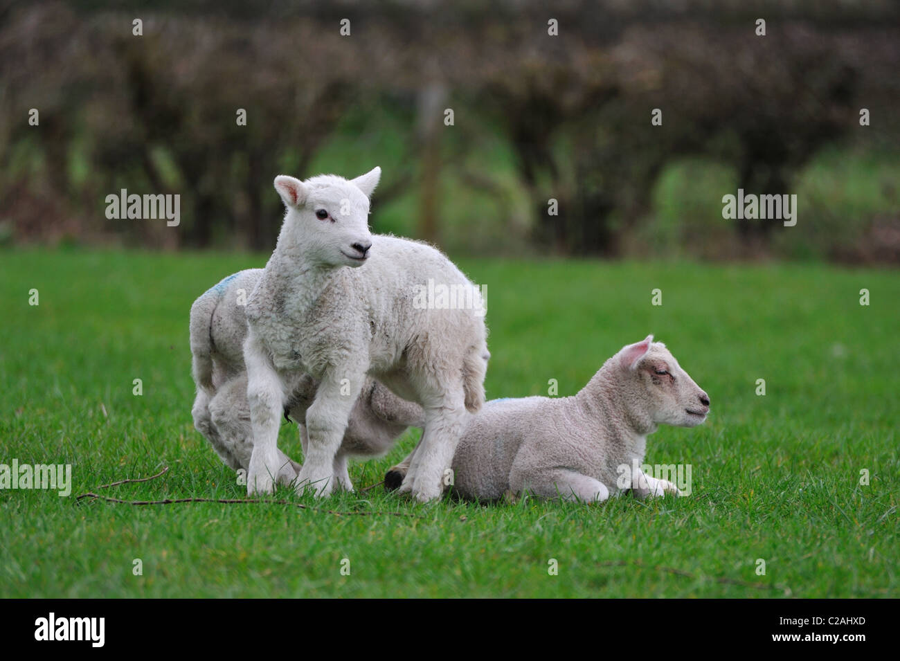 Lambs cute hi-res stock photography and images - Alamy