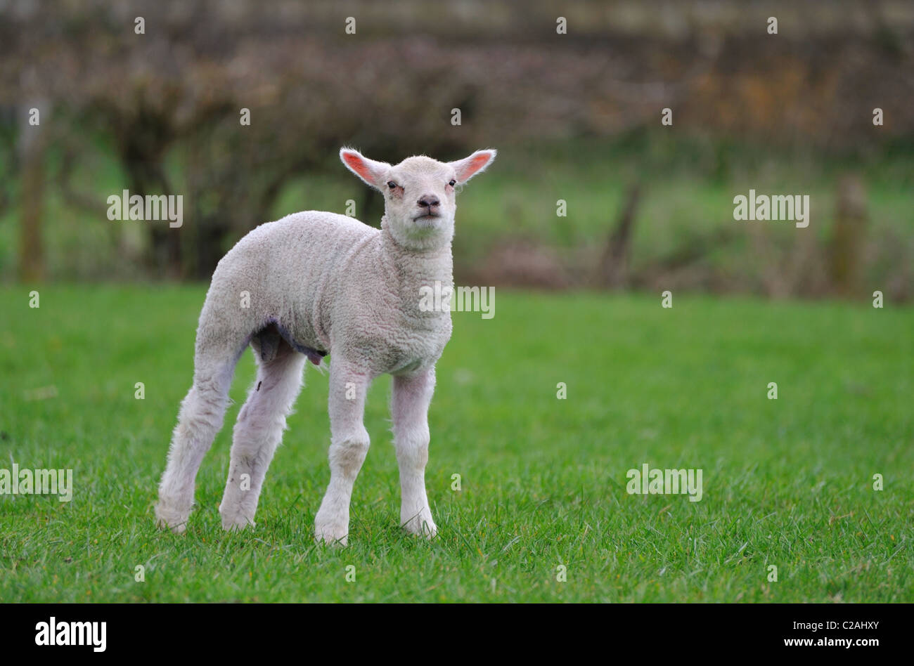 young spring lamb stretching Stock Photo - Alamy
