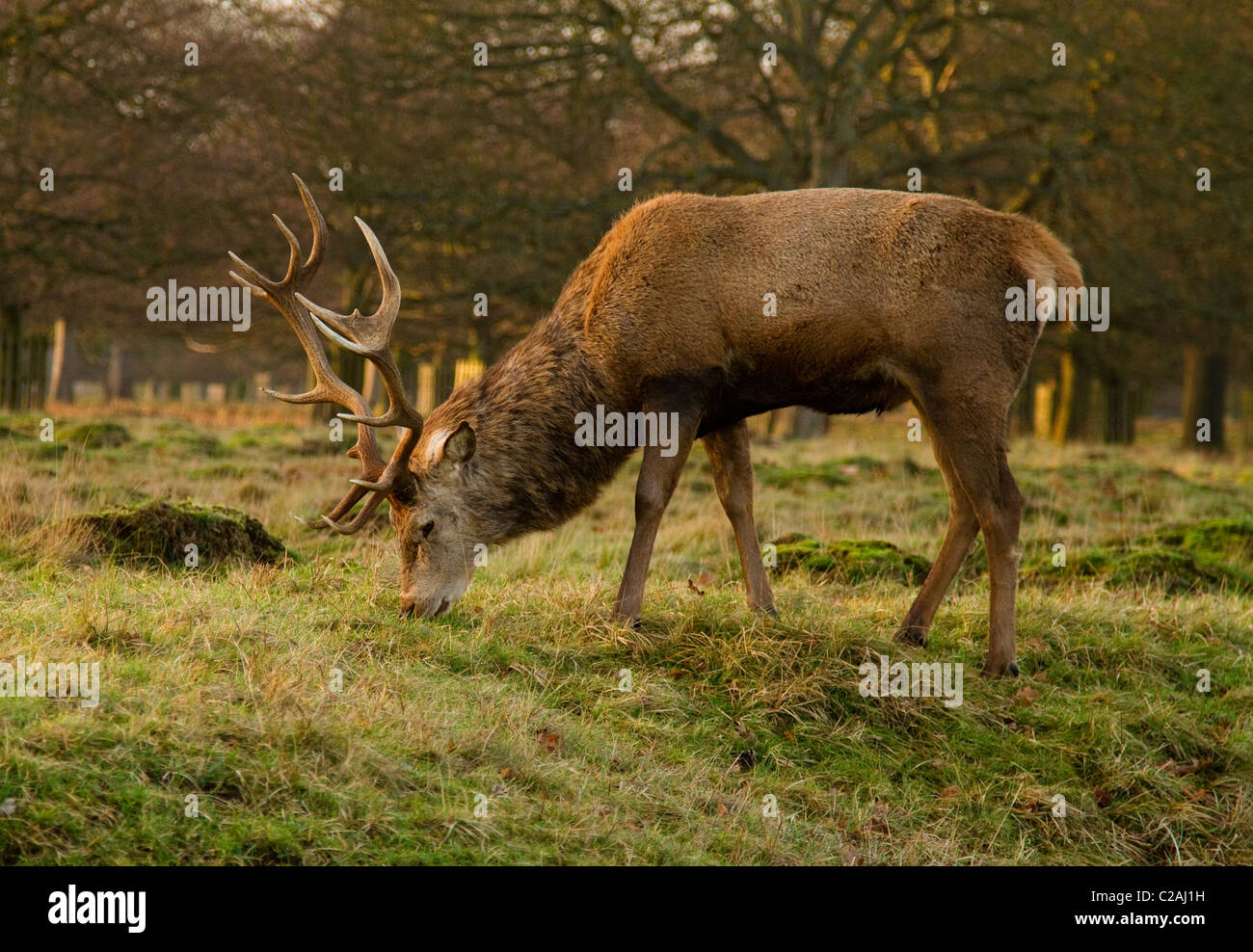 Deer Eating Grass Stock Photos & Deer Eating Grass Stock Images - Alamy