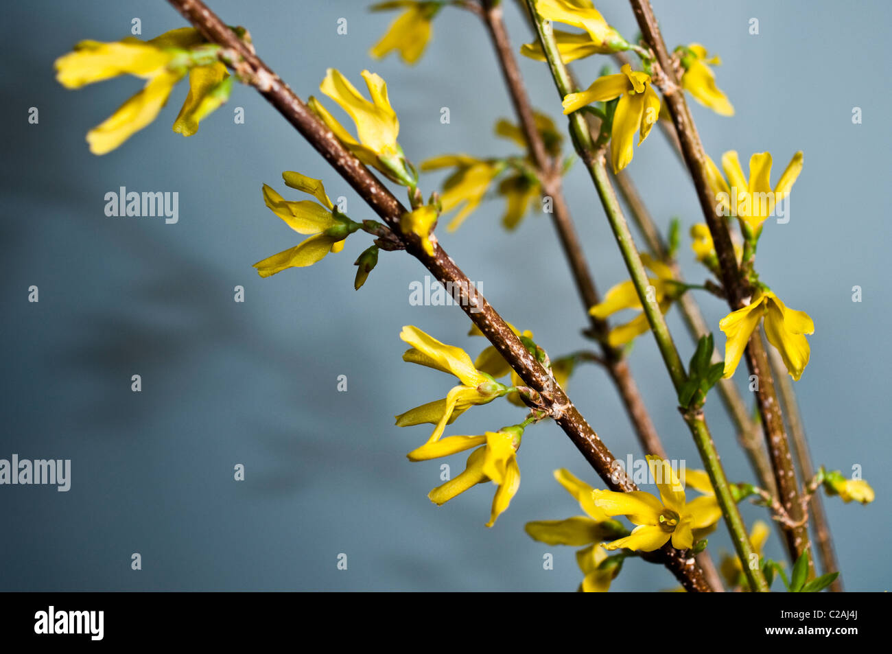 A cluster of forsythia branches with yellow flowers, brought indoors ...