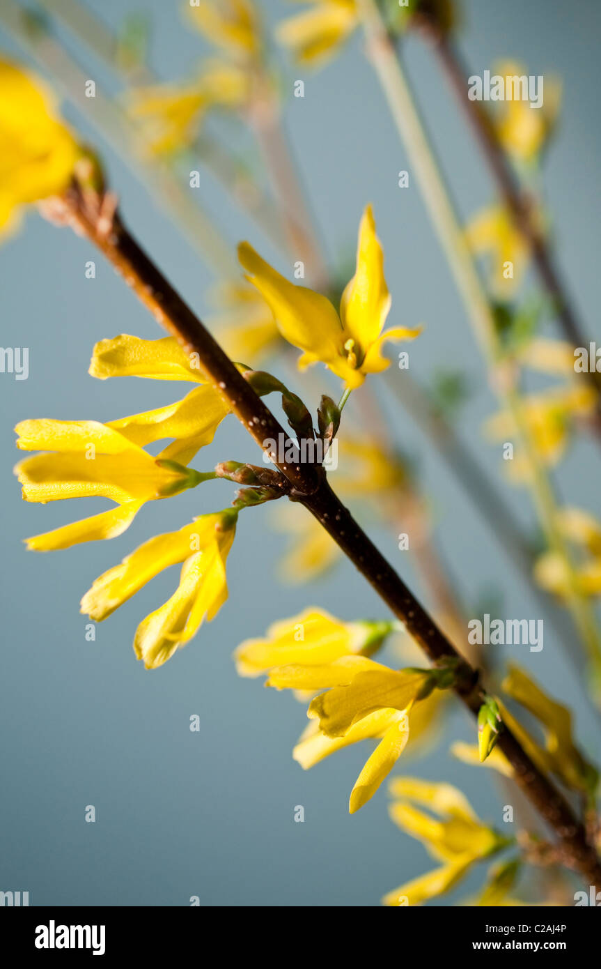 A close up of a cluster of forsythia branches with yellow flowers ...