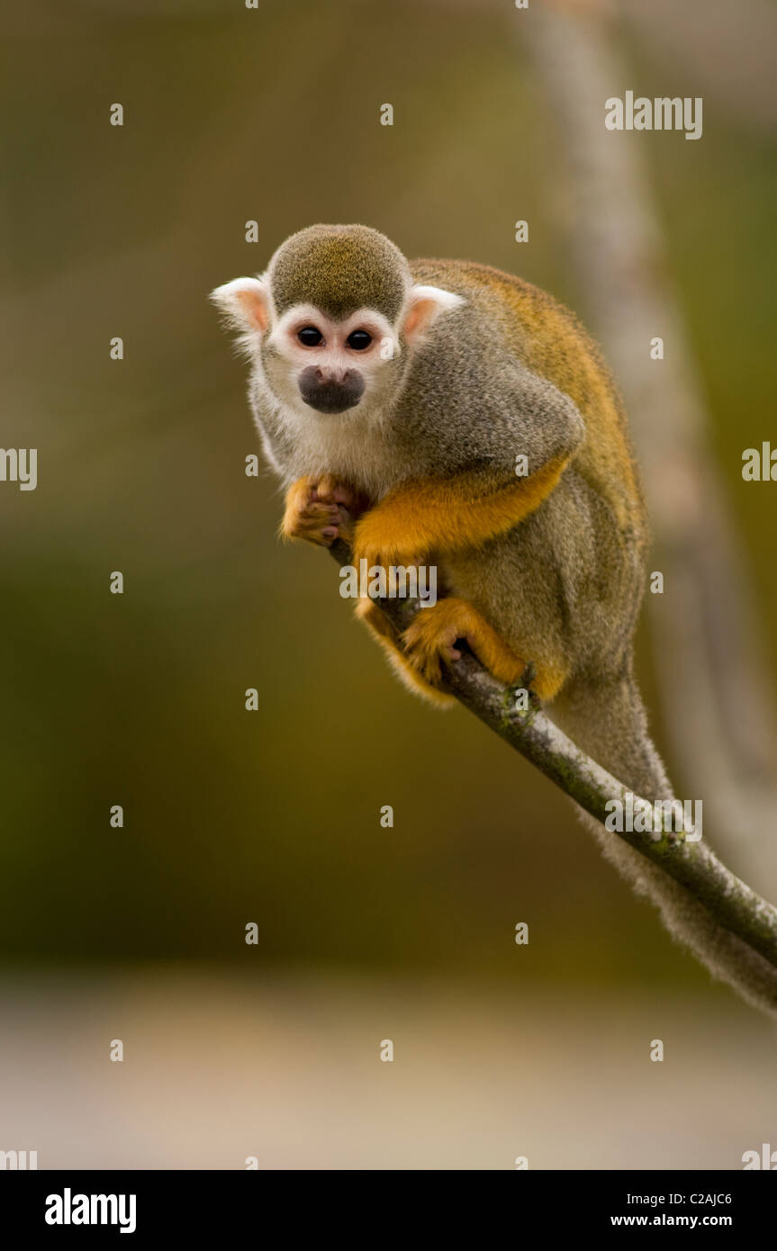 Squirrel Monkey High Resolution Stock Photography and Images - Alamy