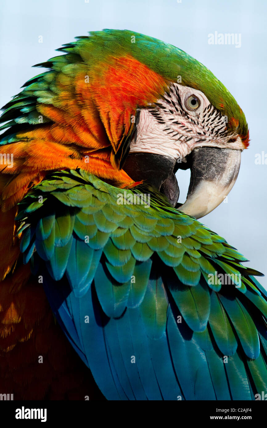 A macaw parrot preening it's wing feathers against a blue sky Stock ...