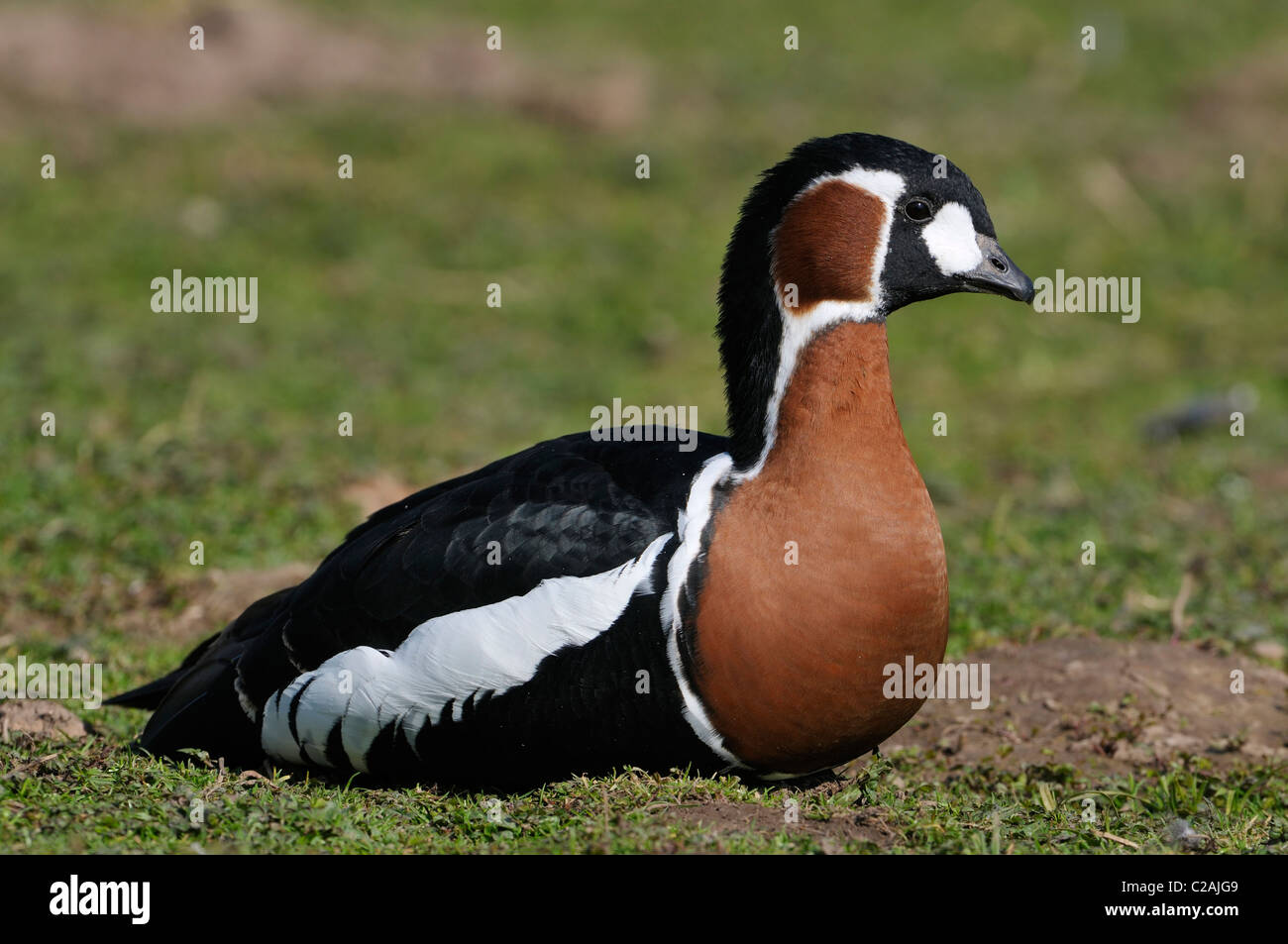 Red-breasted Goose - Branta ruficollis Stock Photo - Alamy