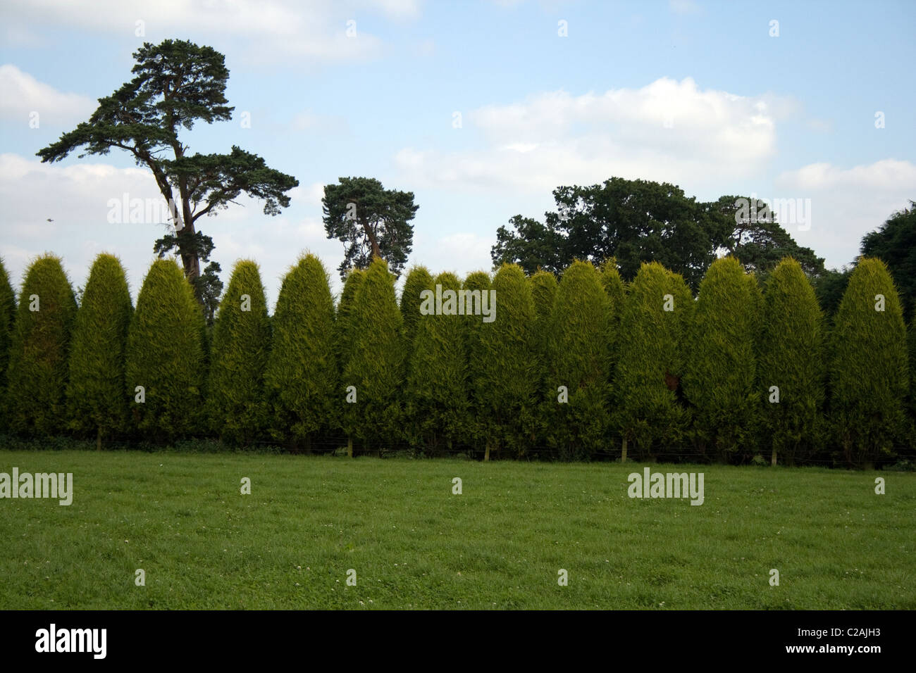 Tree lined grass field Stock Photo - Alamy