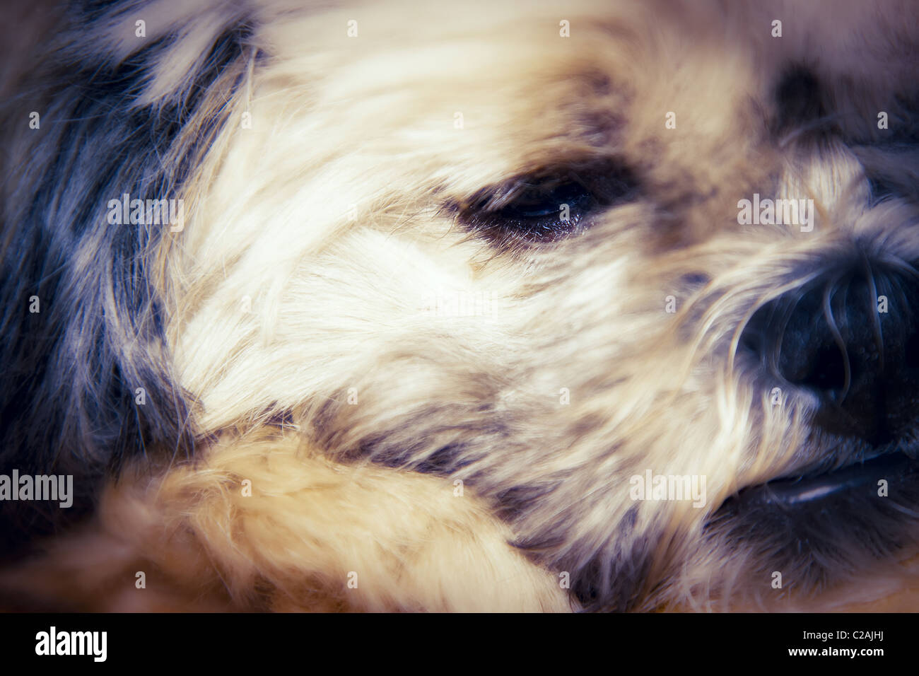 Cute domestic dog Stock Photo - Alamy