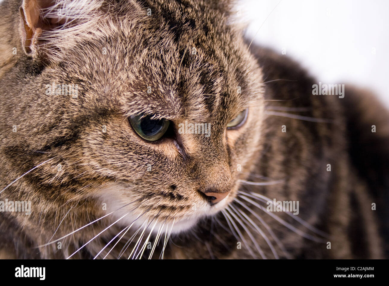 Mackerel Tabby cat close up face Stock Photo - Alamy