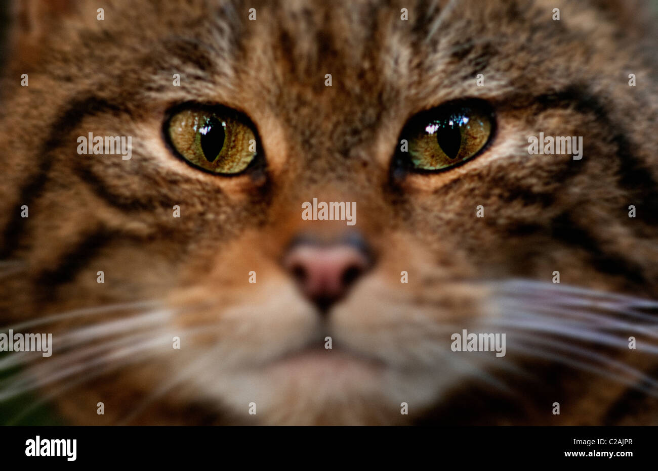 Scottish wildcat felis sylvestris hi-res stock photography and images ...