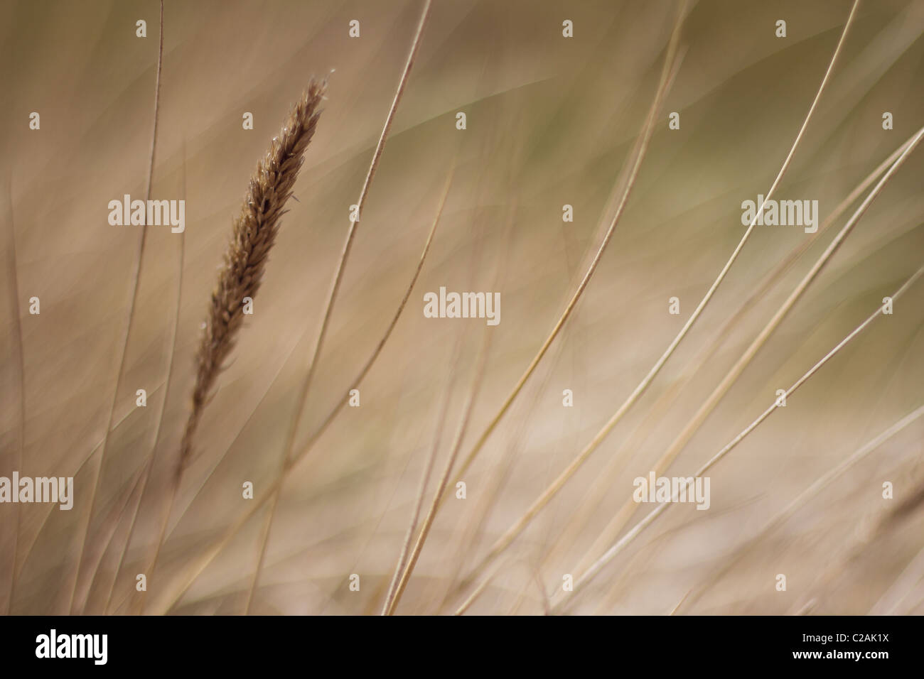 Ammophila arenaria, Beach Grass Stock Photo - Alamy