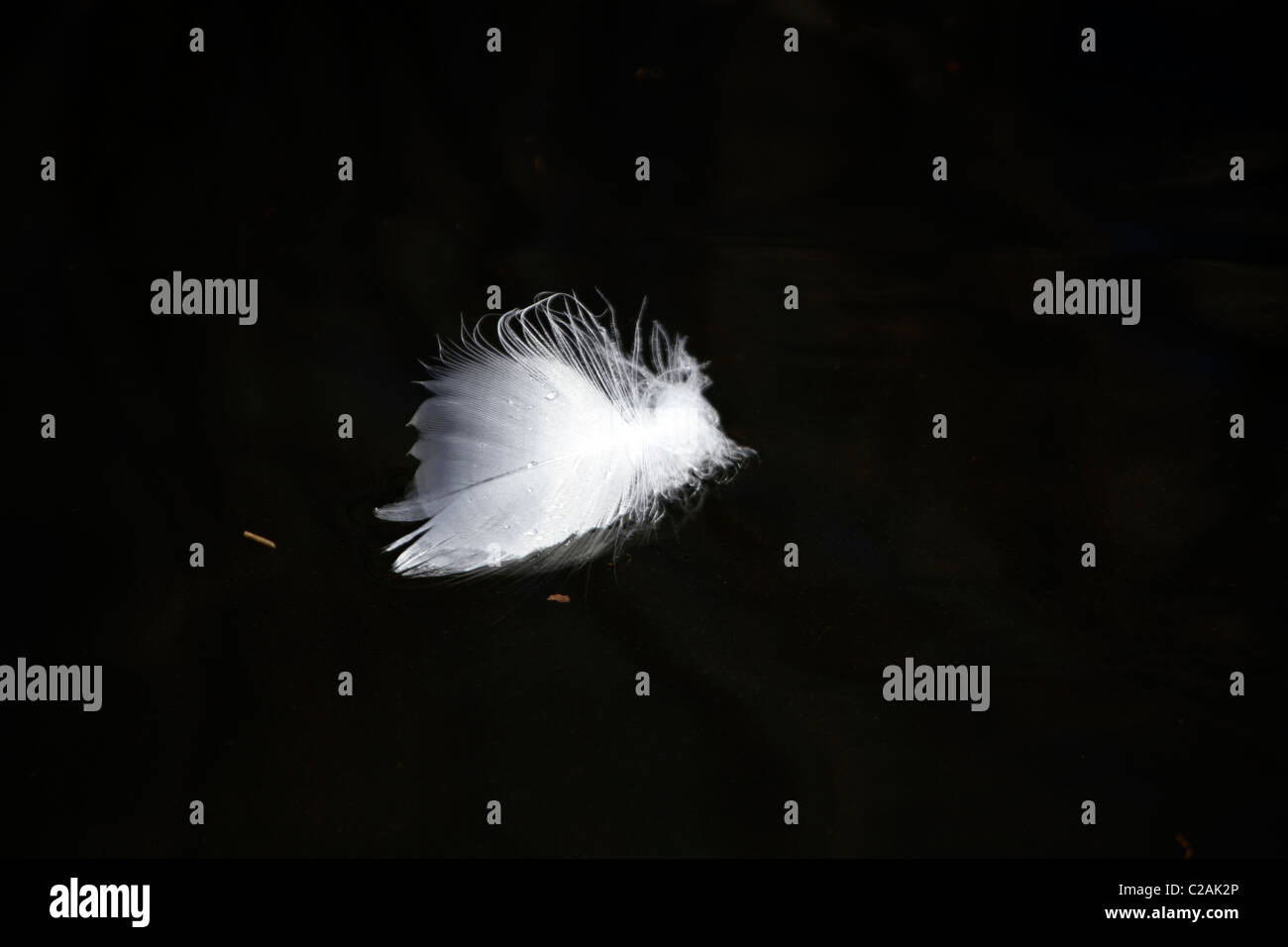 Bird feather feathers floating hi-res stock photography and images - Alamy