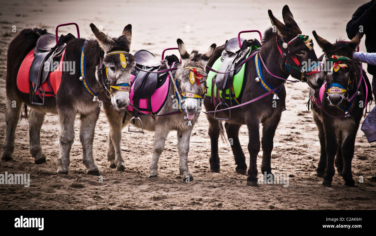 Donkeys on Blackpool Beach Stock Photo - Alamy