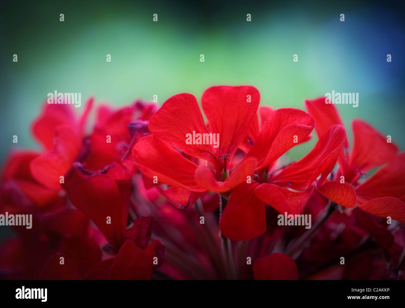 Untouched fresh hi-res stock photography and images - Alamy
