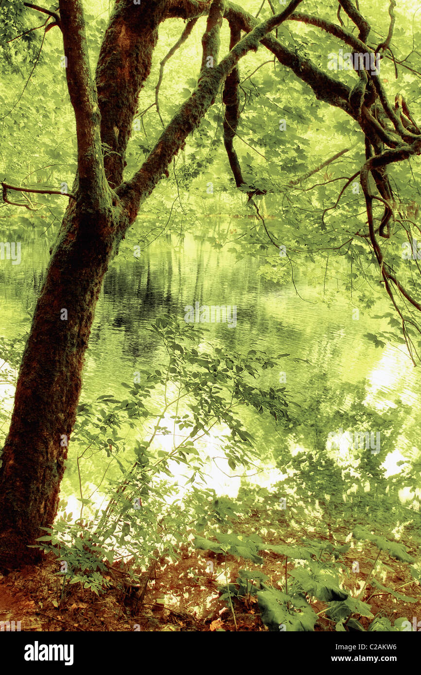 Tree branches above the lake Stock Photo - Alamy
