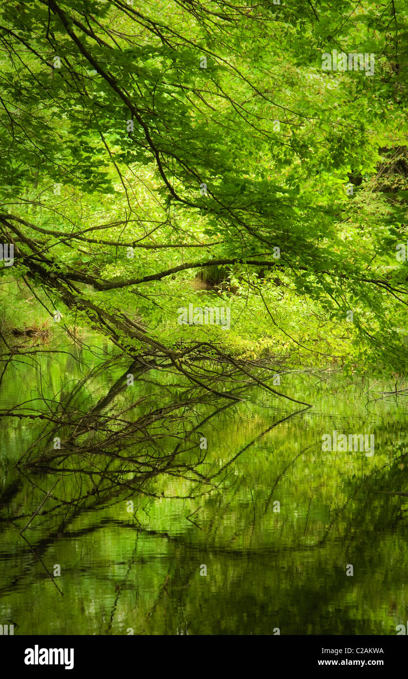 Tree branches above the lake Stock Photo - Alamy