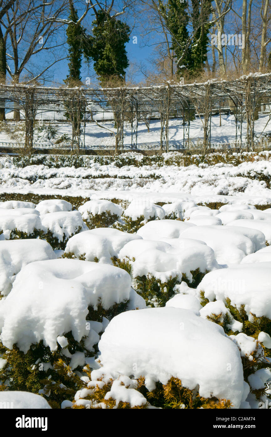 Snow covered hedges at the Conservatory Garden, Central Park Stock ...