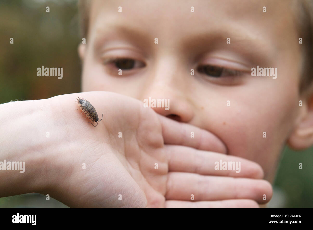 A small boy watches as a rolly bug crawls on his hand Stock Photo - Alamy