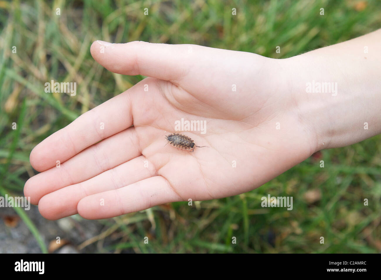 Hand bug hi-res stock photography and images - Alamy
