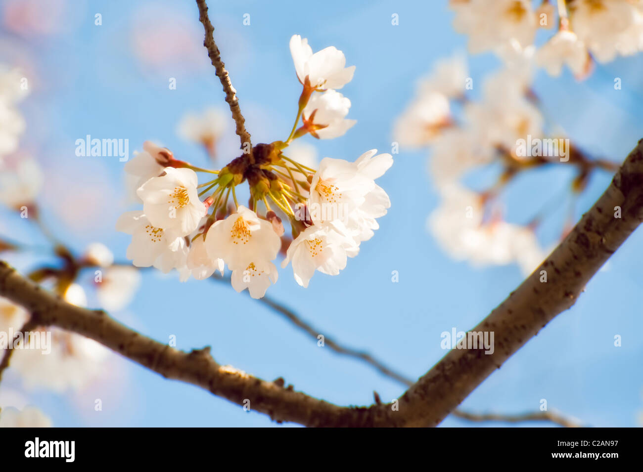 The annual cherry blossom bloom in Washington DC Stock Photo - Alamy