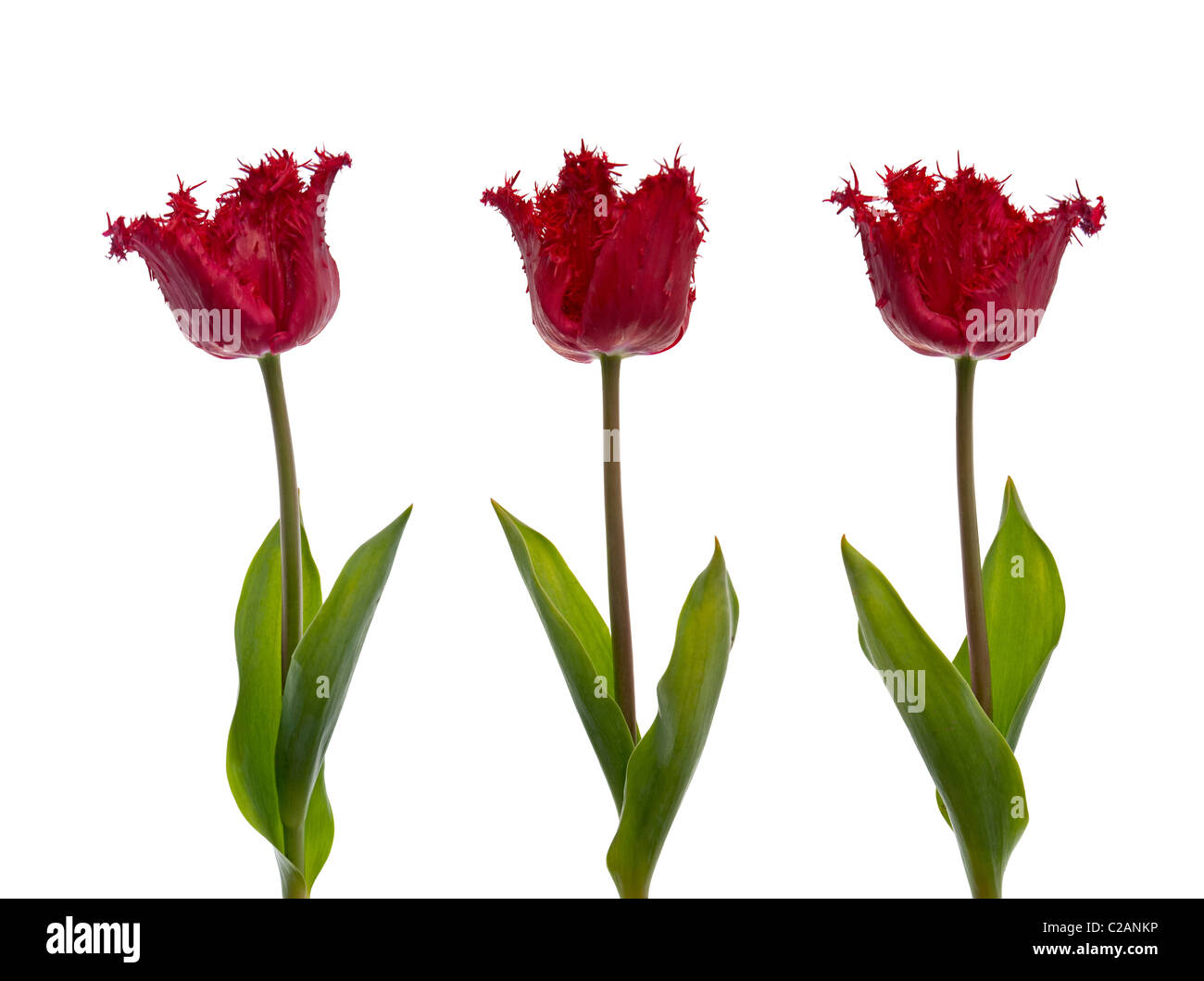 Three red tulips with steem isolated on white background Stock Photo ...