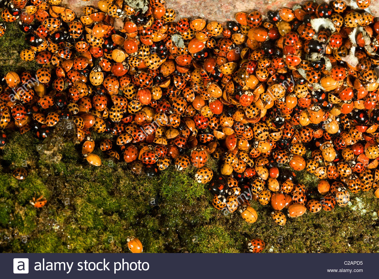 Ladybugs, Coccinella species, hibernating in a large group Stock Photo ...