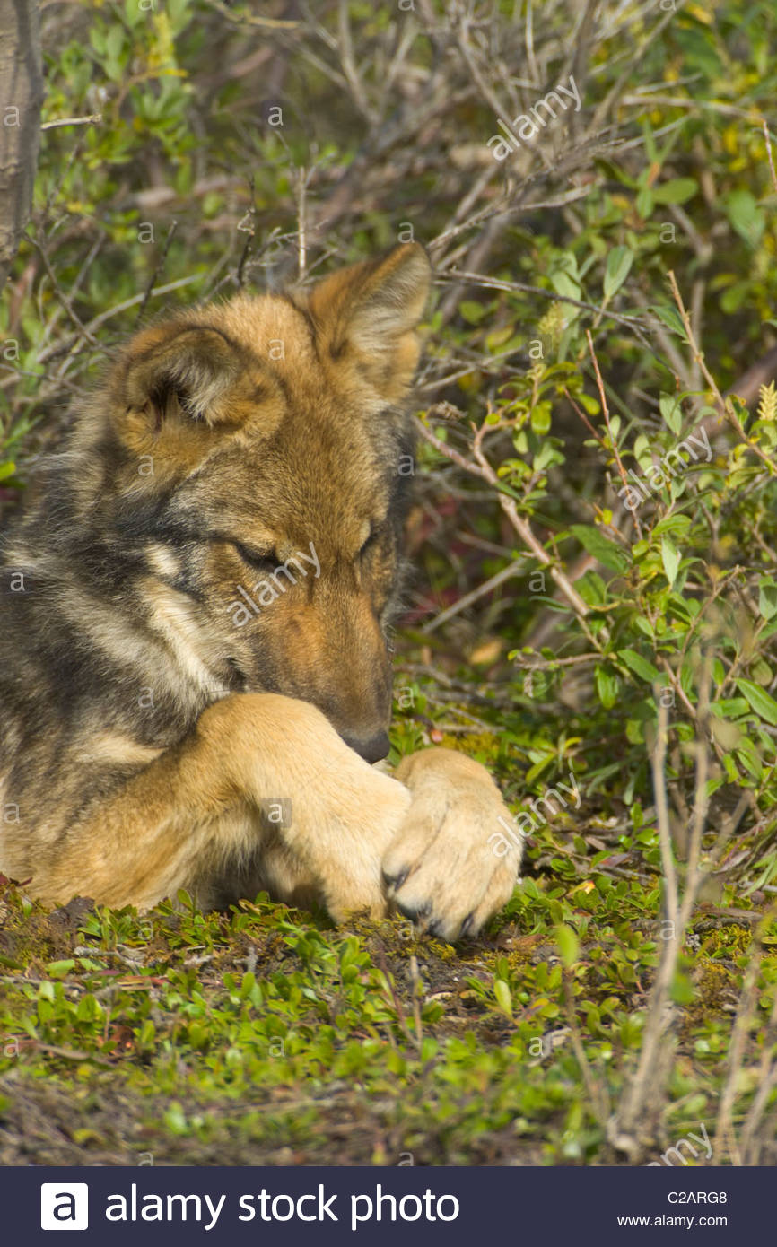 Itchy Nose Stock Photos & Itchy Nose Stock Images - Alamy