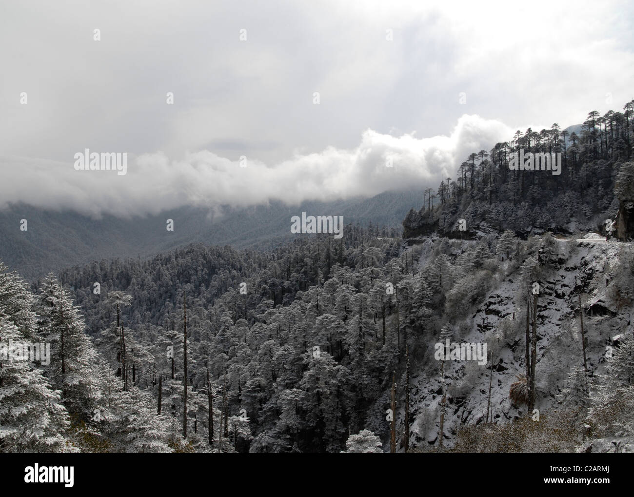 Forest and main road in the snow at Thrumshingla Pass, the border ...