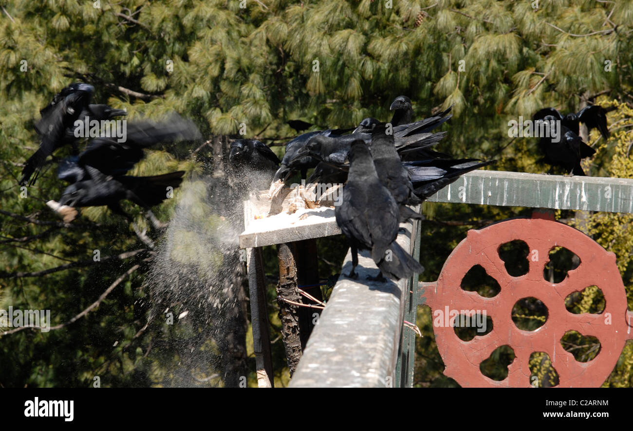 Raven (the national bird of Bhutan) at Namkhe Nyingpo gompa in Jakar ...