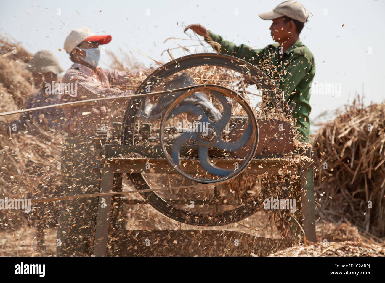 Farmers are cutting dry harvest of rice. Bagan, Burma Stock Photo - Alamy