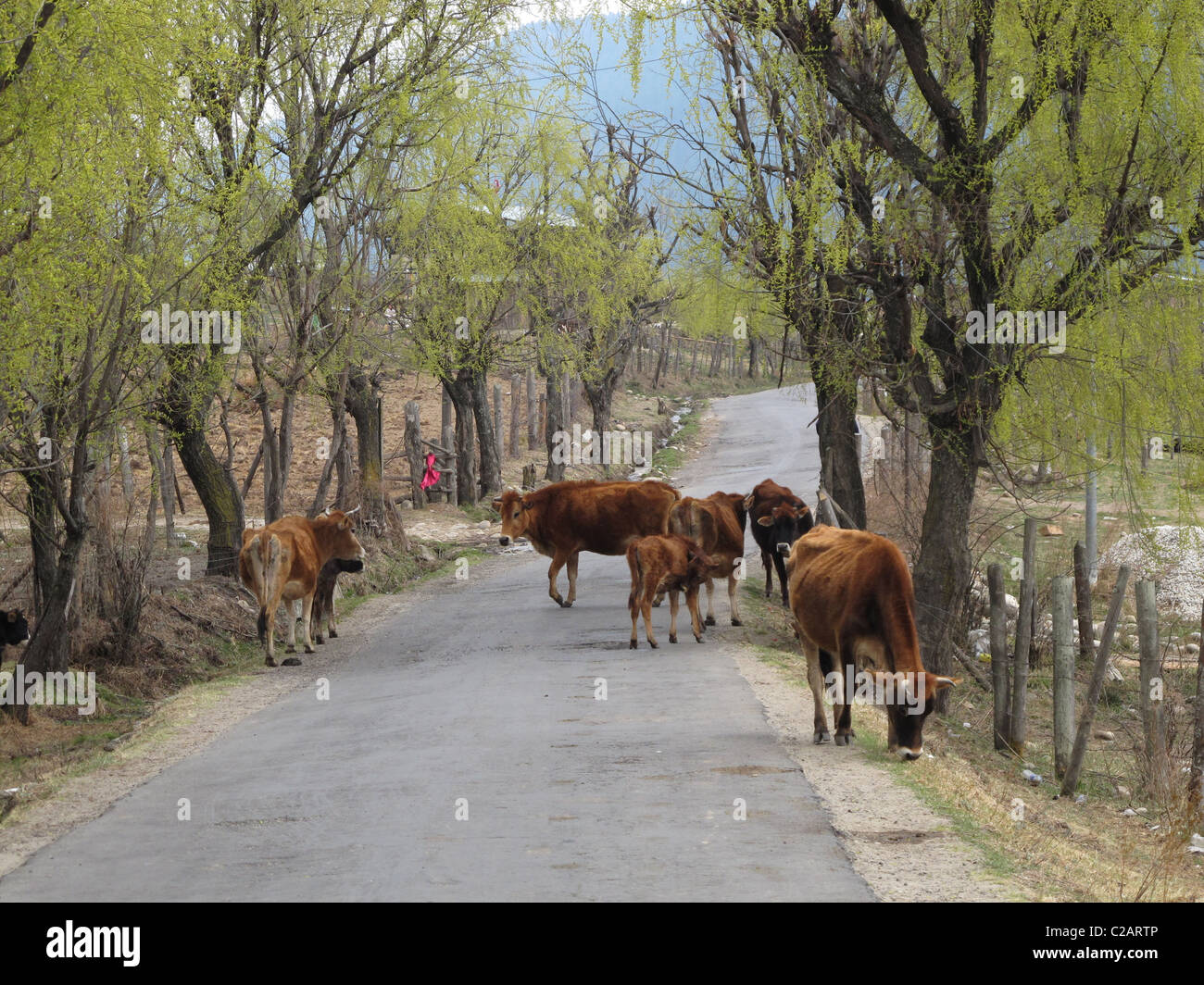 Cows on a narrow main road, Bumthang, Central Bhutan Stock Photo - Alamy