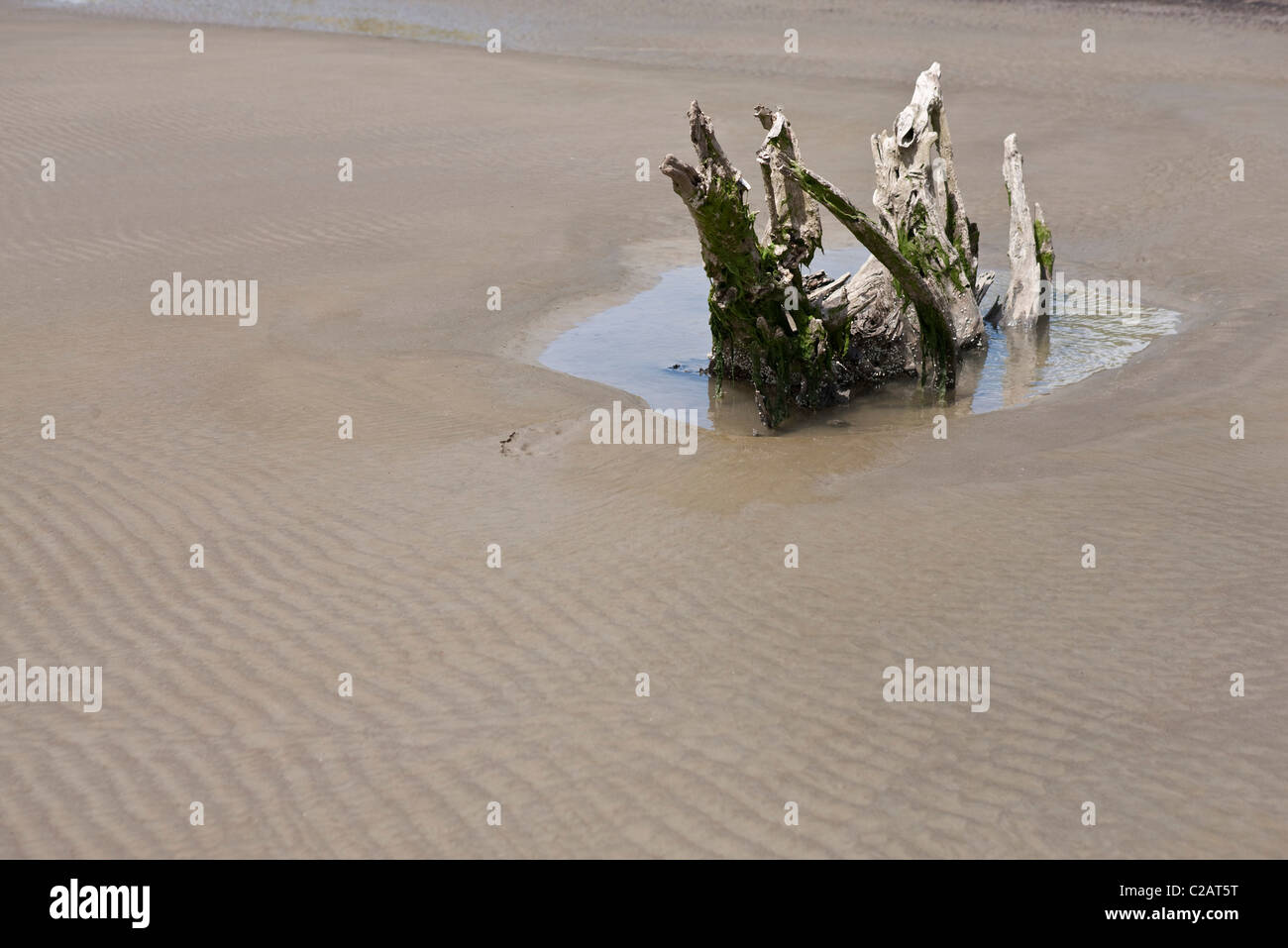 Driftwood on beach Stock Photo - Alamy