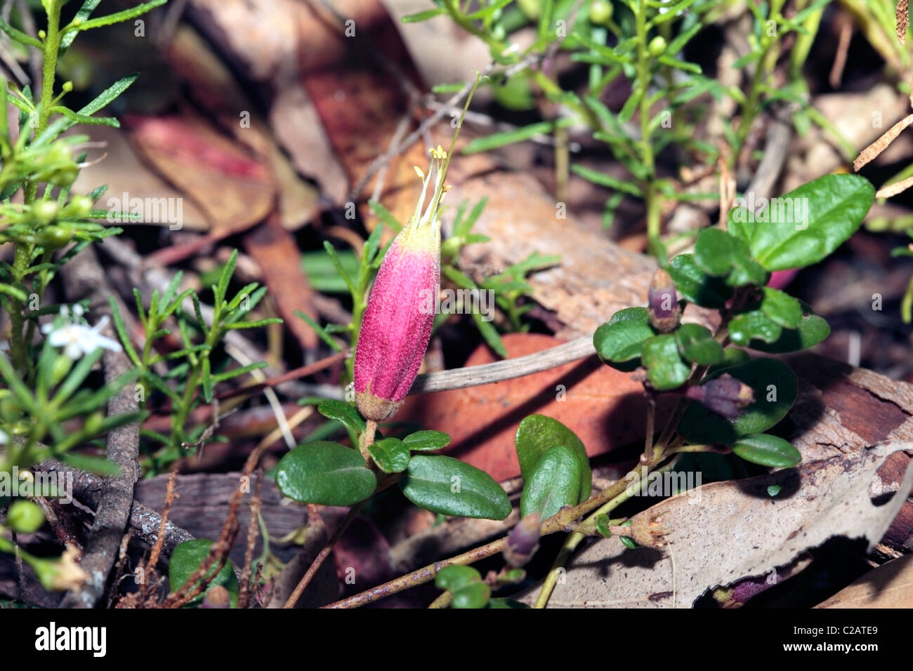 Mountain Correa x Common Correa- Correa lawrenceana x Correa reflexa ...